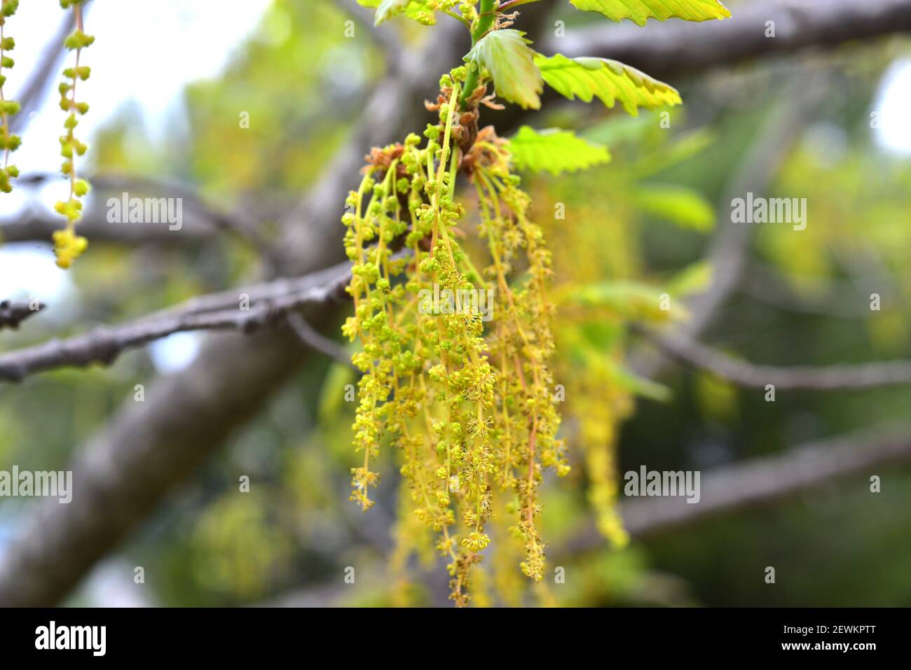 Quercus Macrocarpa Flowers