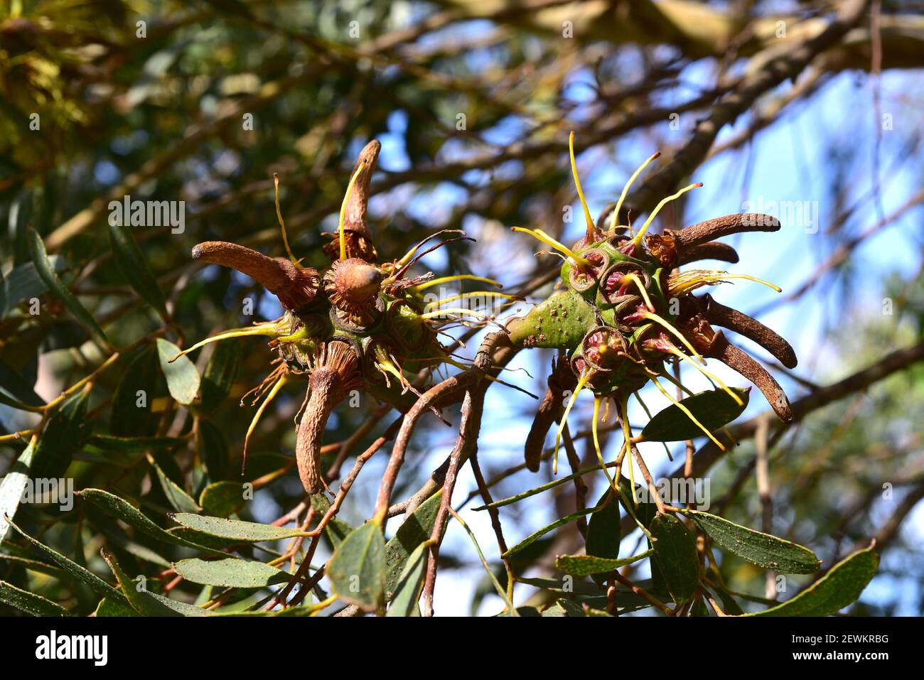 Detail close up eucalyptus tree australia hi-res stock photography and ...