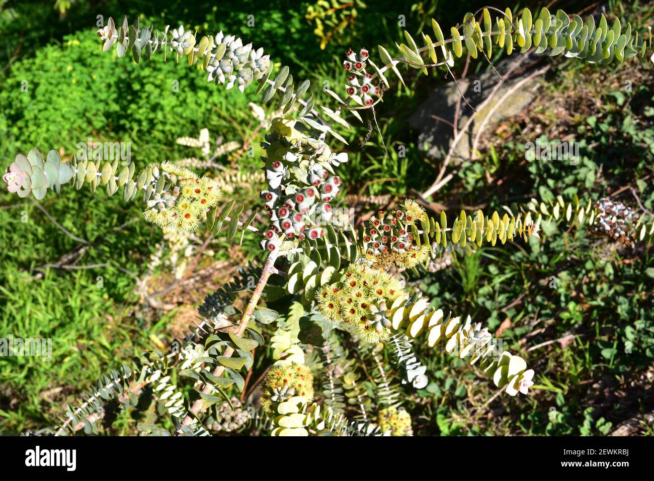 Book leaf mallee hi-res stock photography and images - Alamy