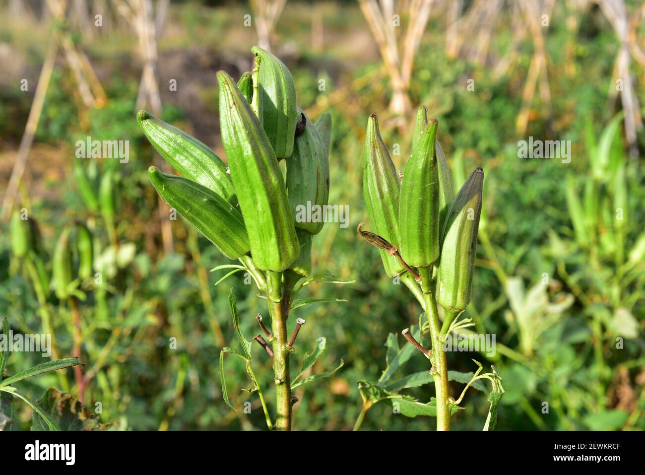Hibiscus abelmoschus hi-res stock photography and images - Alamy