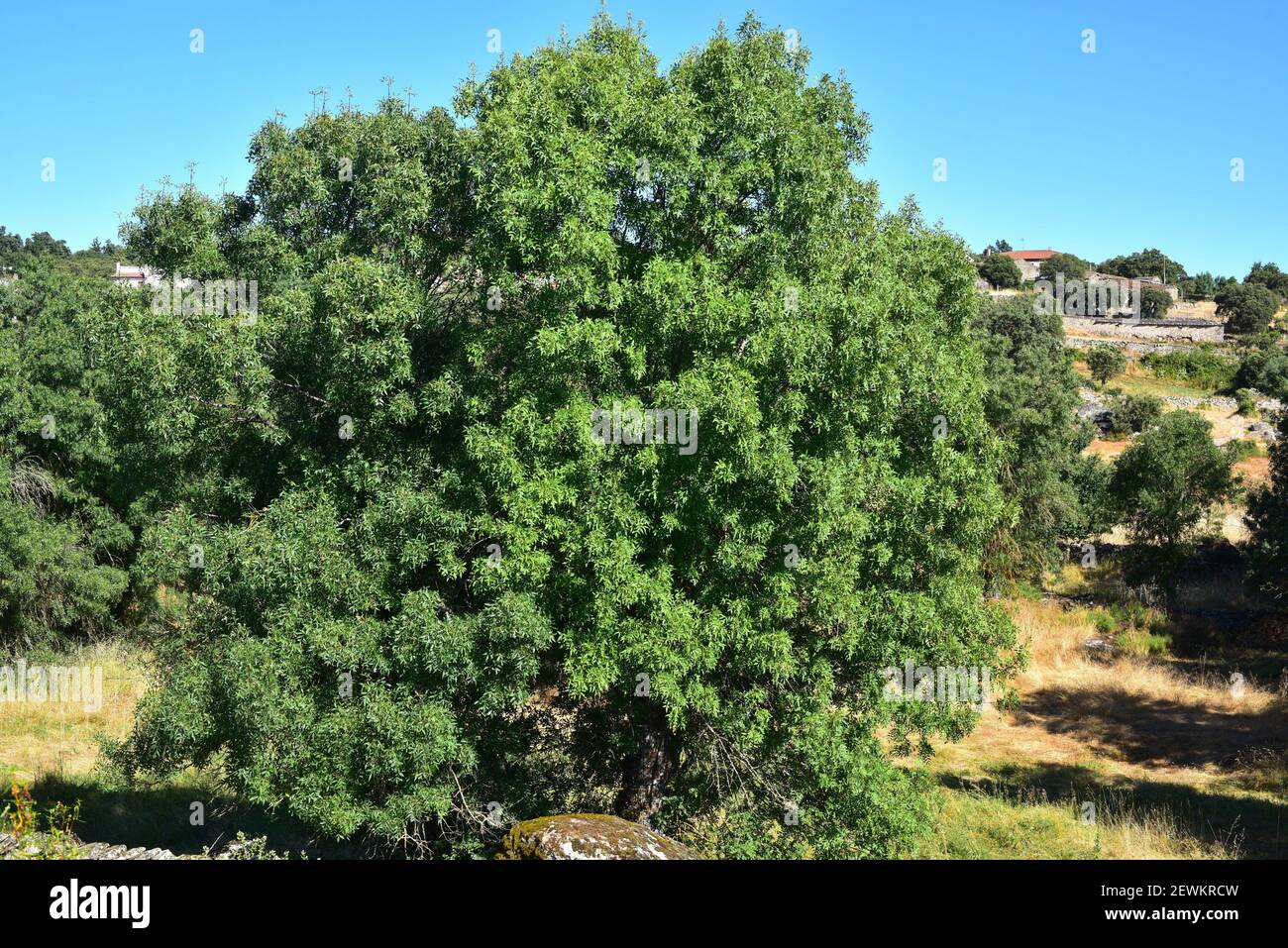Narrow leaved ash tree hi-res stock photography and images - Alamy