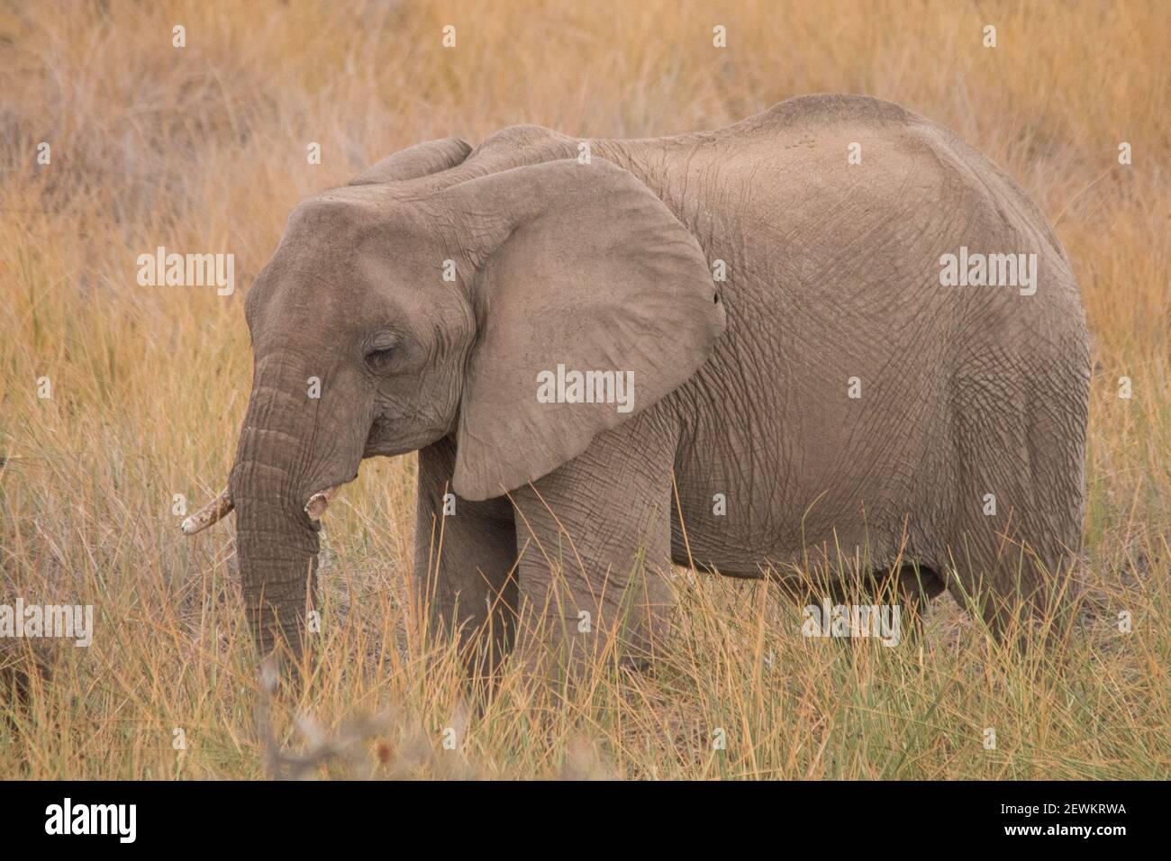 Rare desert Elephants in the grassland at Palmwag conservancy in ...