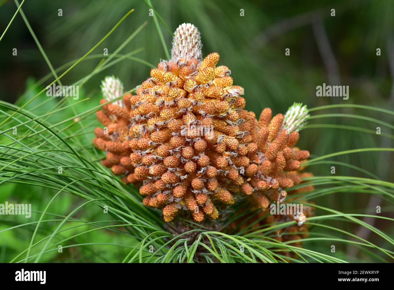 Evergreen cones hi-res stock photography and images - Alamy