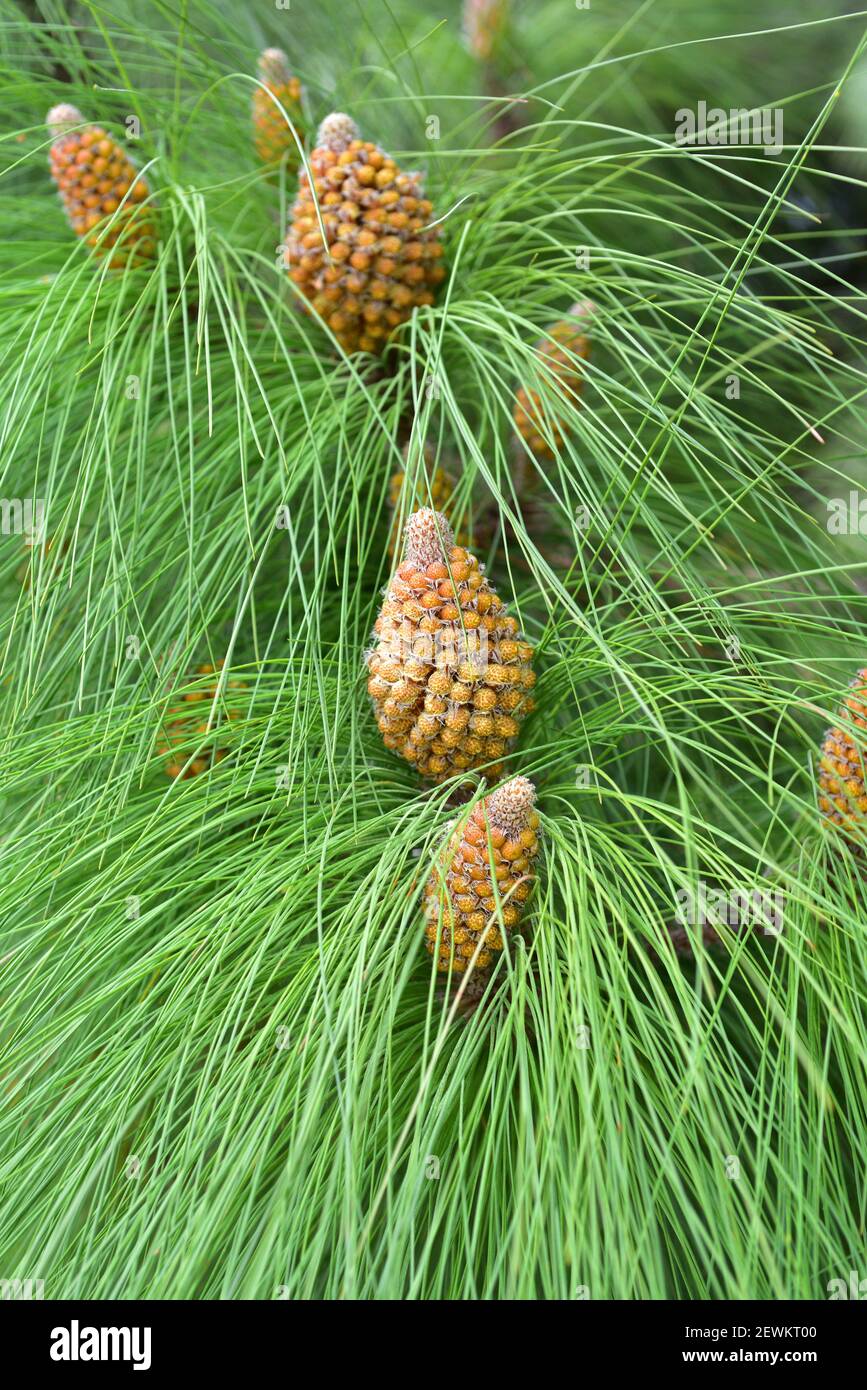 Male pine tree flower hi-res stock photography and images - Alamy