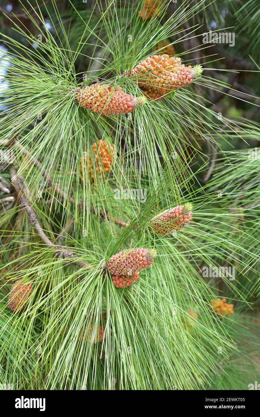 Pinus canariensis hi-res stock photography and images - Alamy