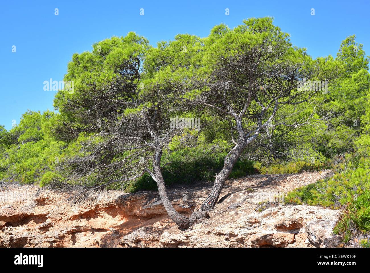 Aleppo pine pinus halepensis tree hi-res stock photography and images ...