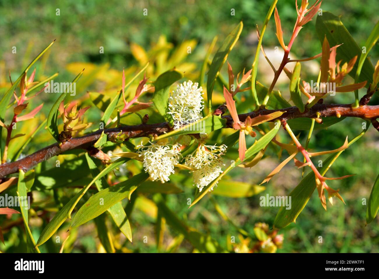 Endemic leaves hi-res stock photography and images - Alamy