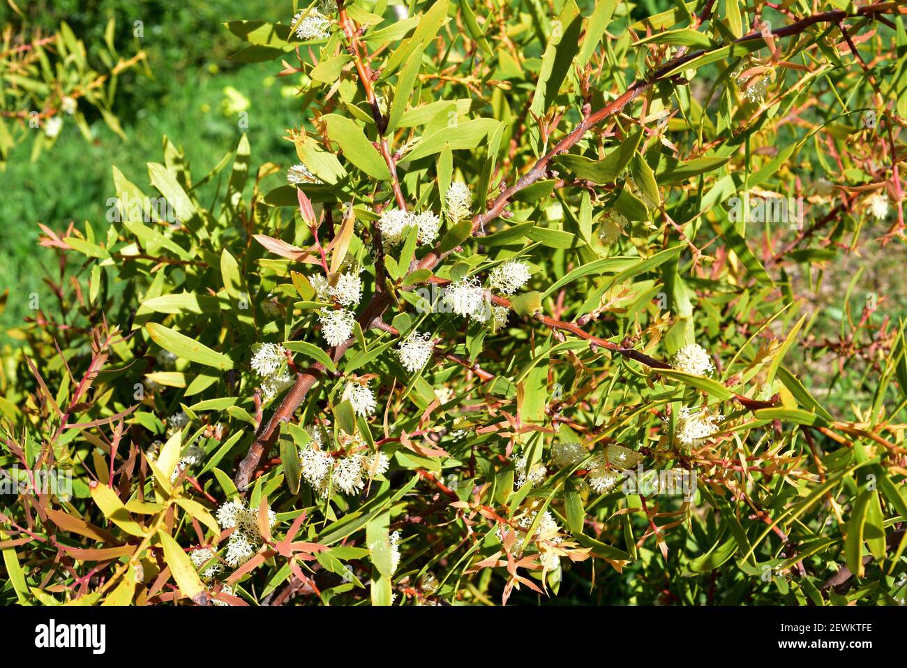 Hakea flowers hi-res stock photography and images - Alamy
