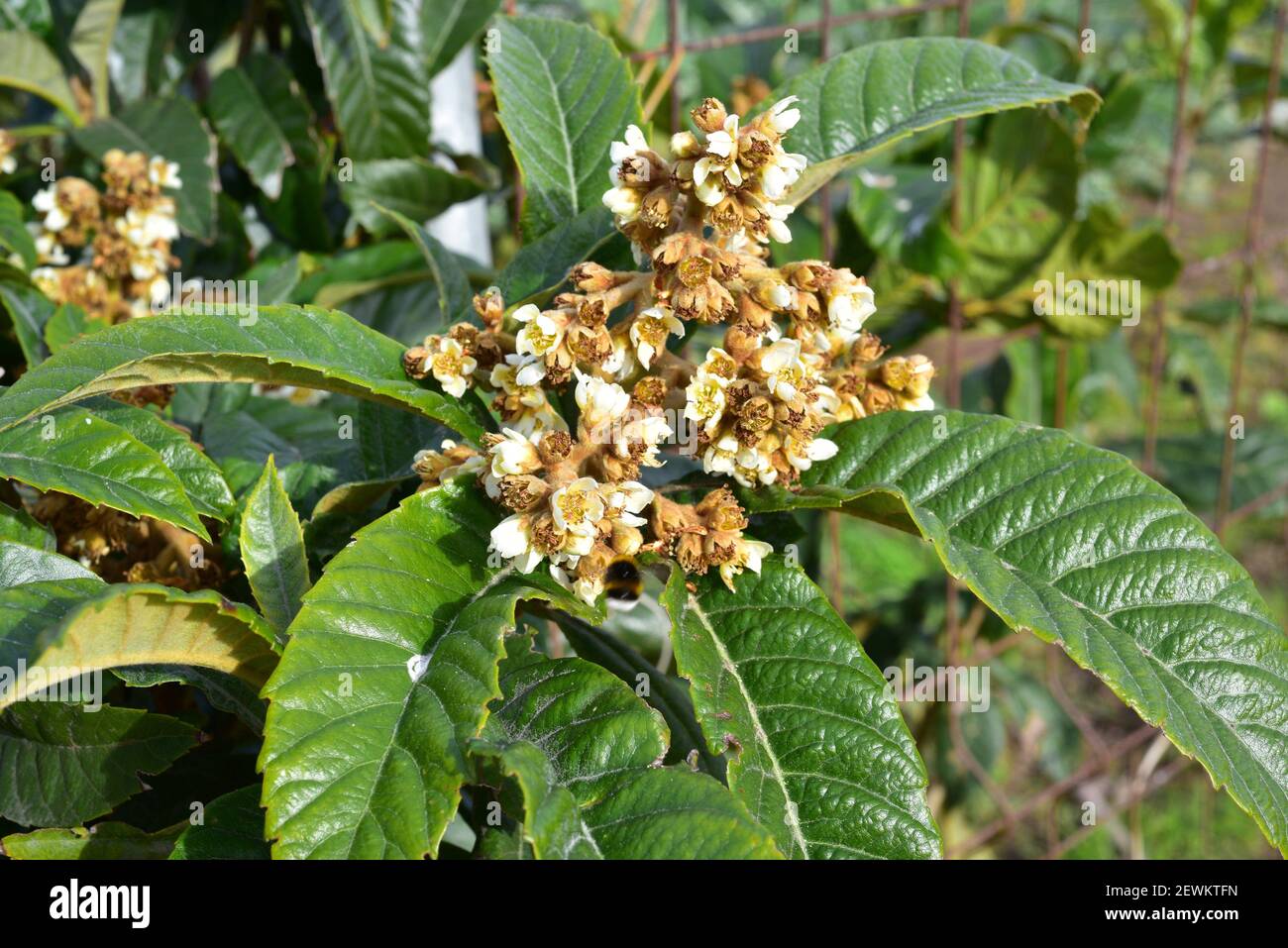 Loquat Medlar Fruit High Resolution Stock Photography and Images - Alamy