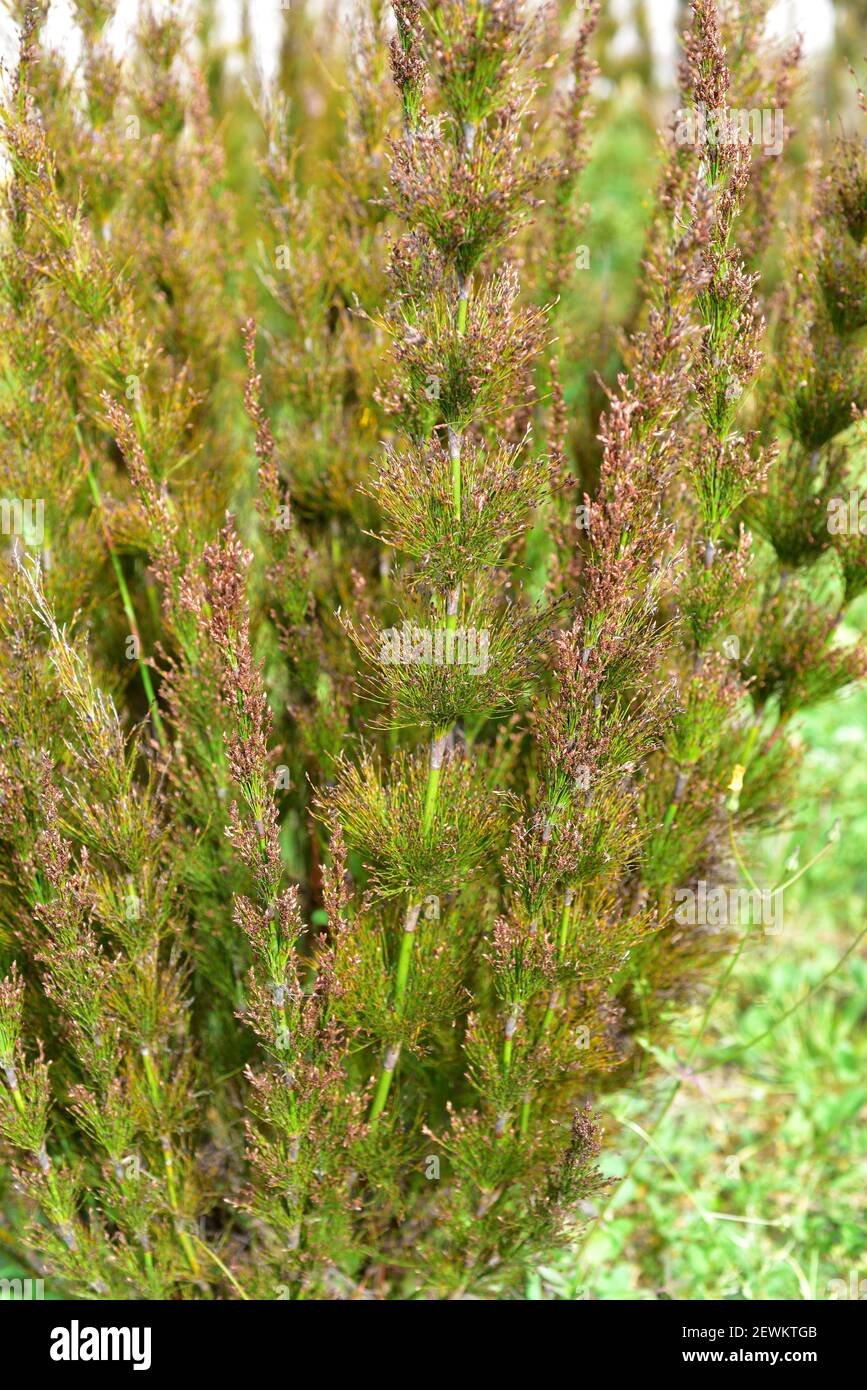 Cape restio plant hi-res stock photography and images - Alamy