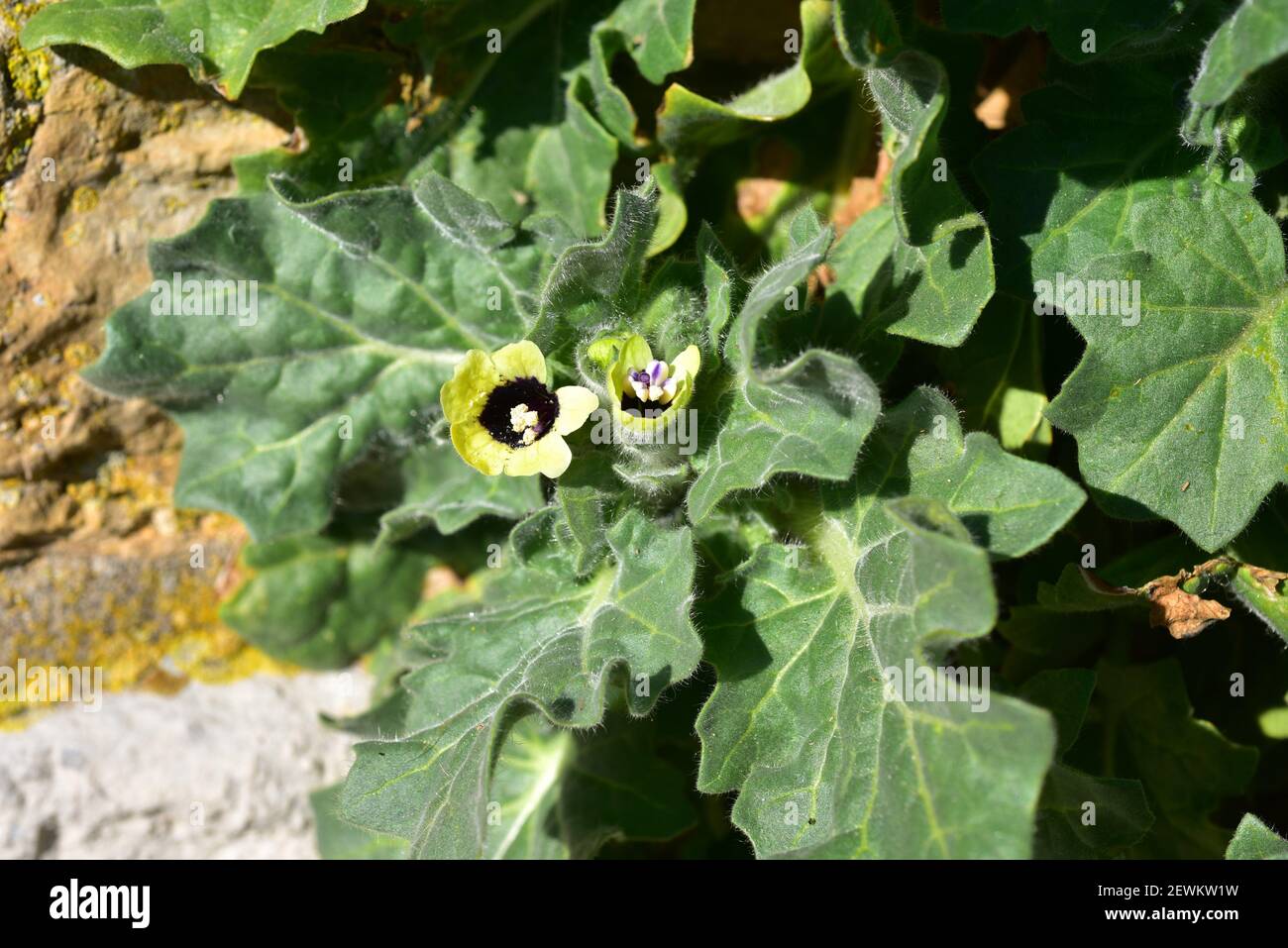 White henbane hi-res stock photography and images - Alamy