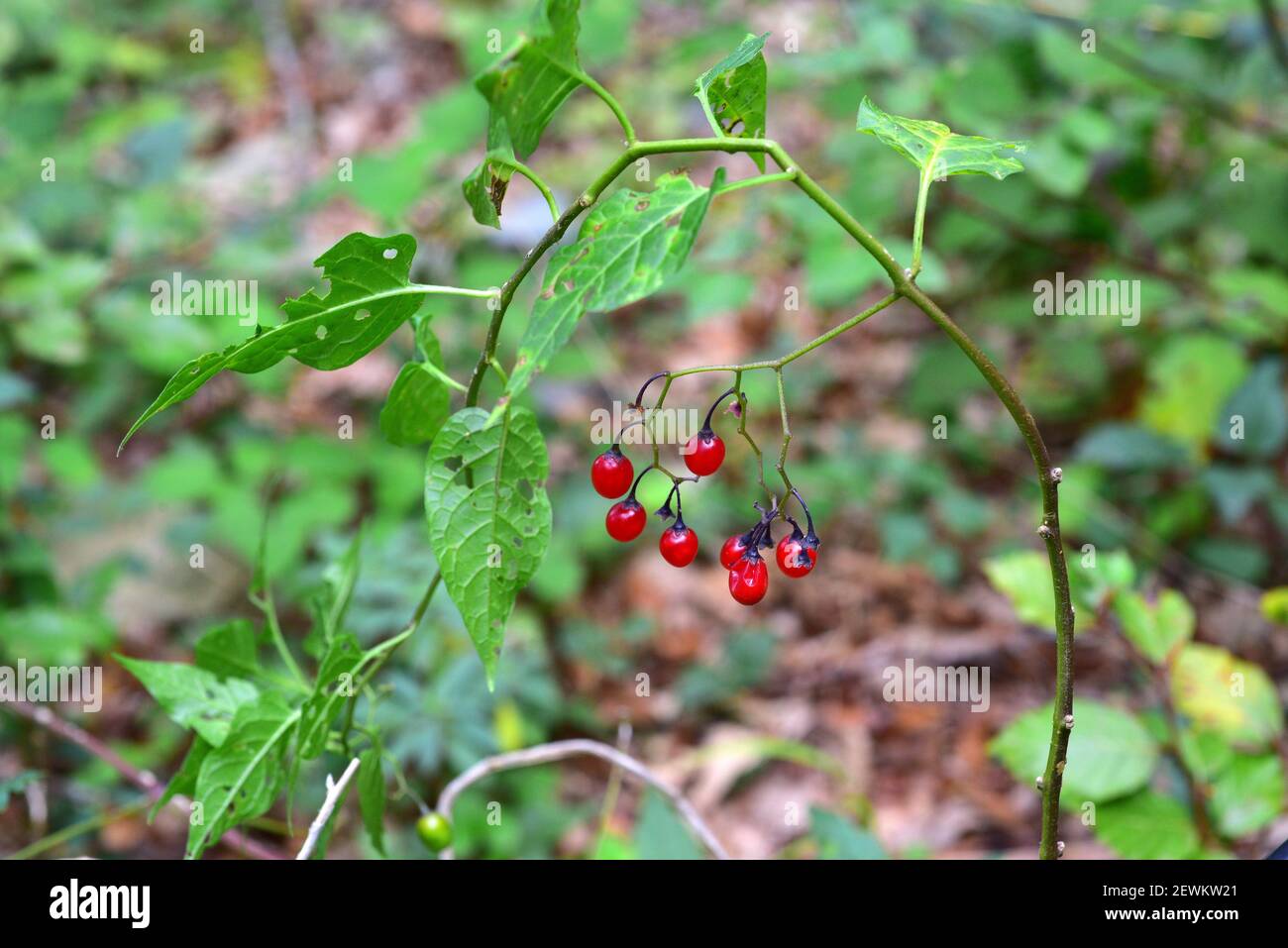 The bittersweet hi-res stock photography and images - Alamy
