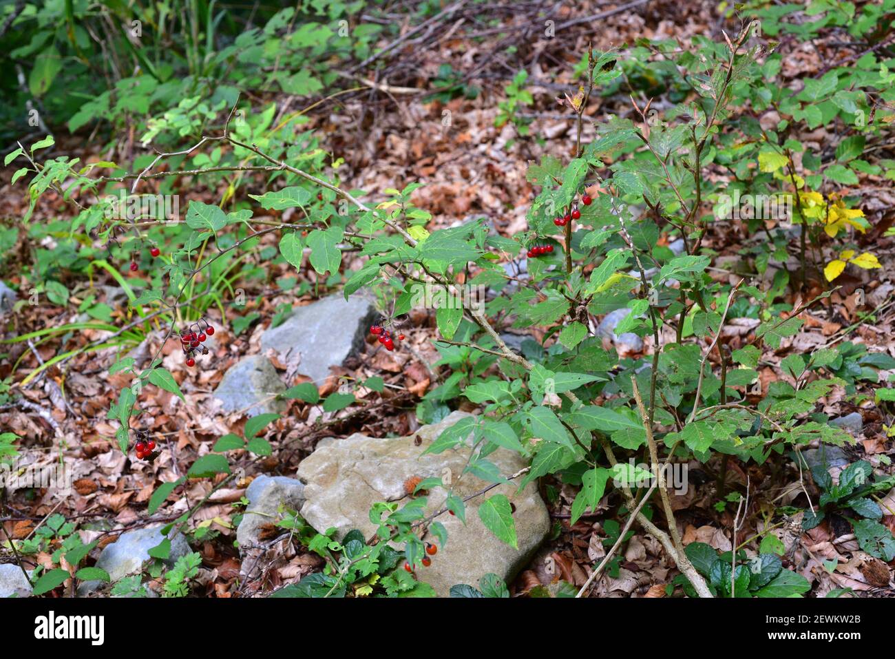 A bitter herb hi-res stock photography and images - Alamy