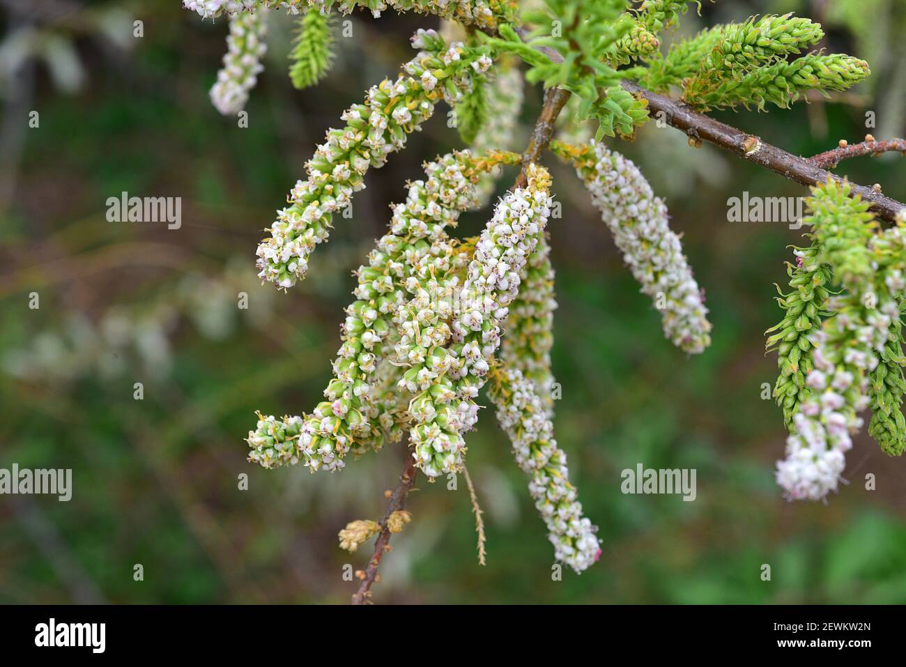 Tamarix Boveana High Resolution Stock Photography and Images - Alamy