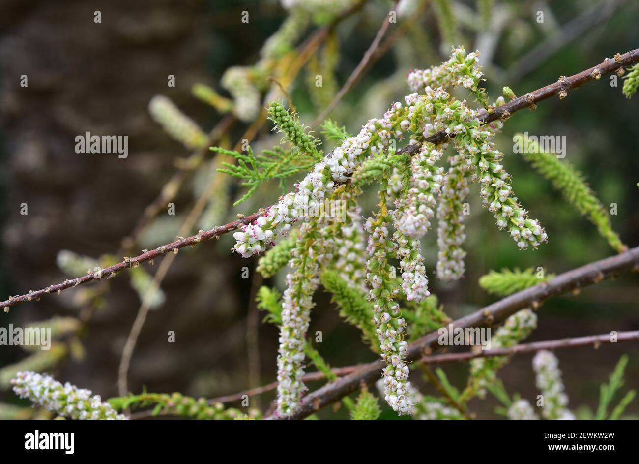 Taray Tree High Resolution Stock Photography and Images - Alamy