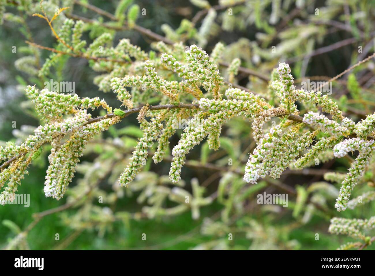 Taray Tree High Resolution Stock Photography and Images - Alamy