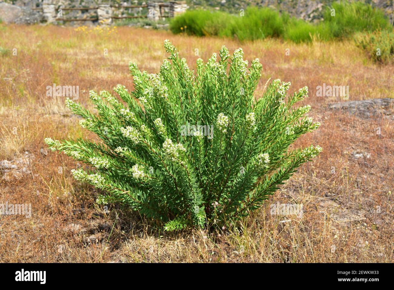 Native daphne hi-res stock photography and images - Alamy