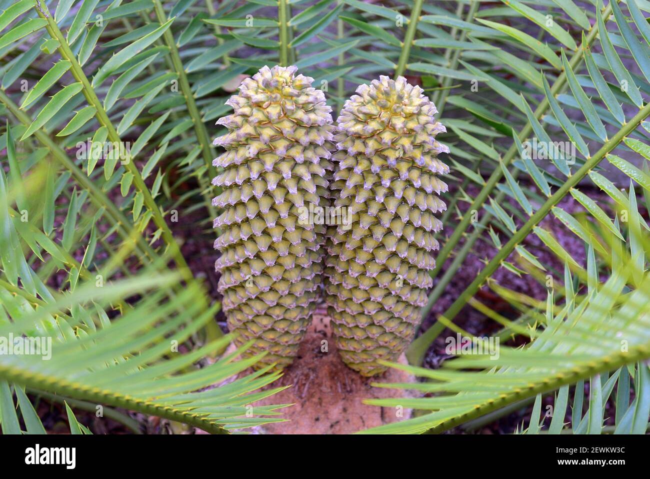 Lebombo cycad encephalartos senticosus hi-res stock photography and ...