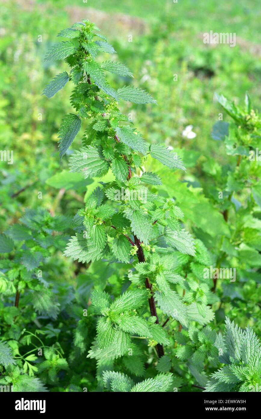 Dwarf nettle urtica urens High Resolution Stock Photography and Images ...