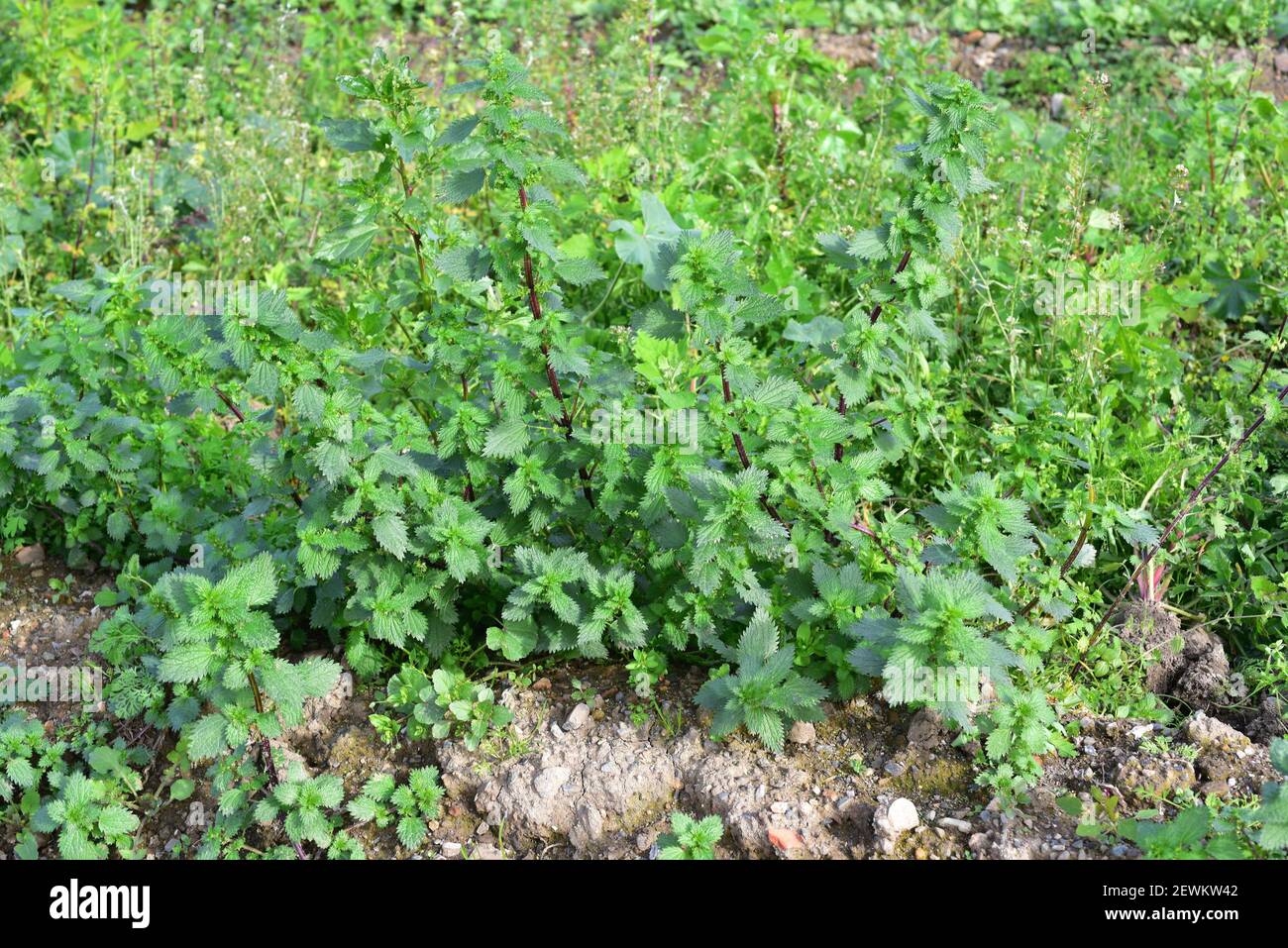 Dwarf nettle urtica urens High Resolution Stock Photography and Images ...