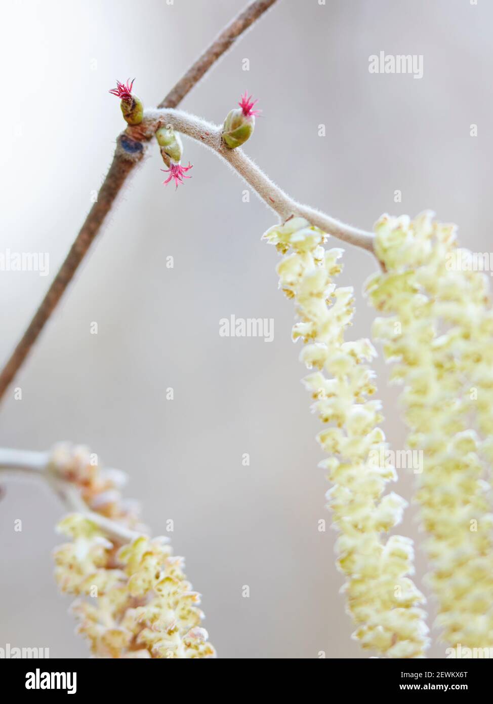 Catkin male female spring hi-res stock photography and images - Alamy
