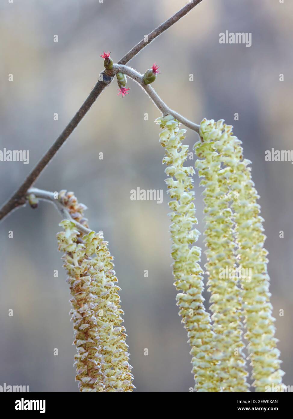 Hazel with female blossoms and male catkin Stock Photo - Alamy