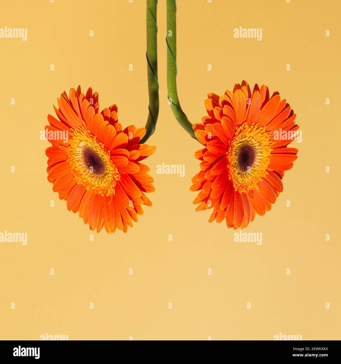Two hanging elements hi-res stock photography and images - Alamy