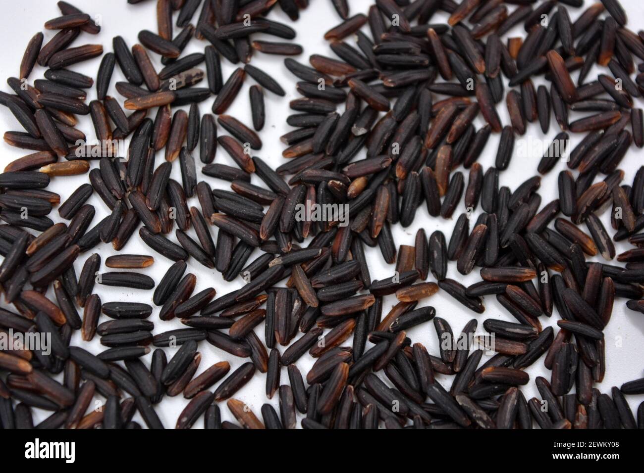 Wild unwanted handsome black rice raised on a white background Stock ...