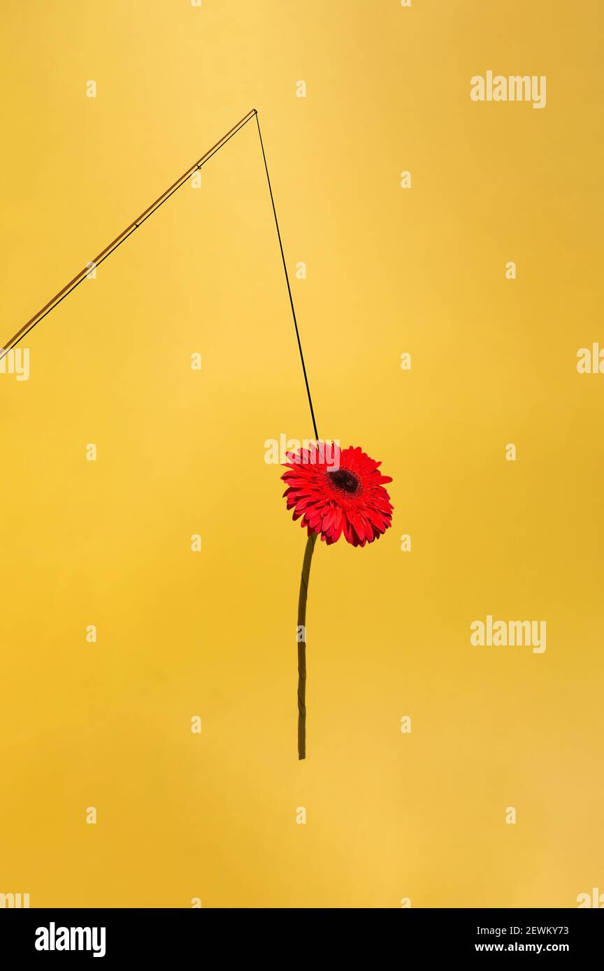 Fishing rod and caught red flower, on a yellow background. Minimalist ...