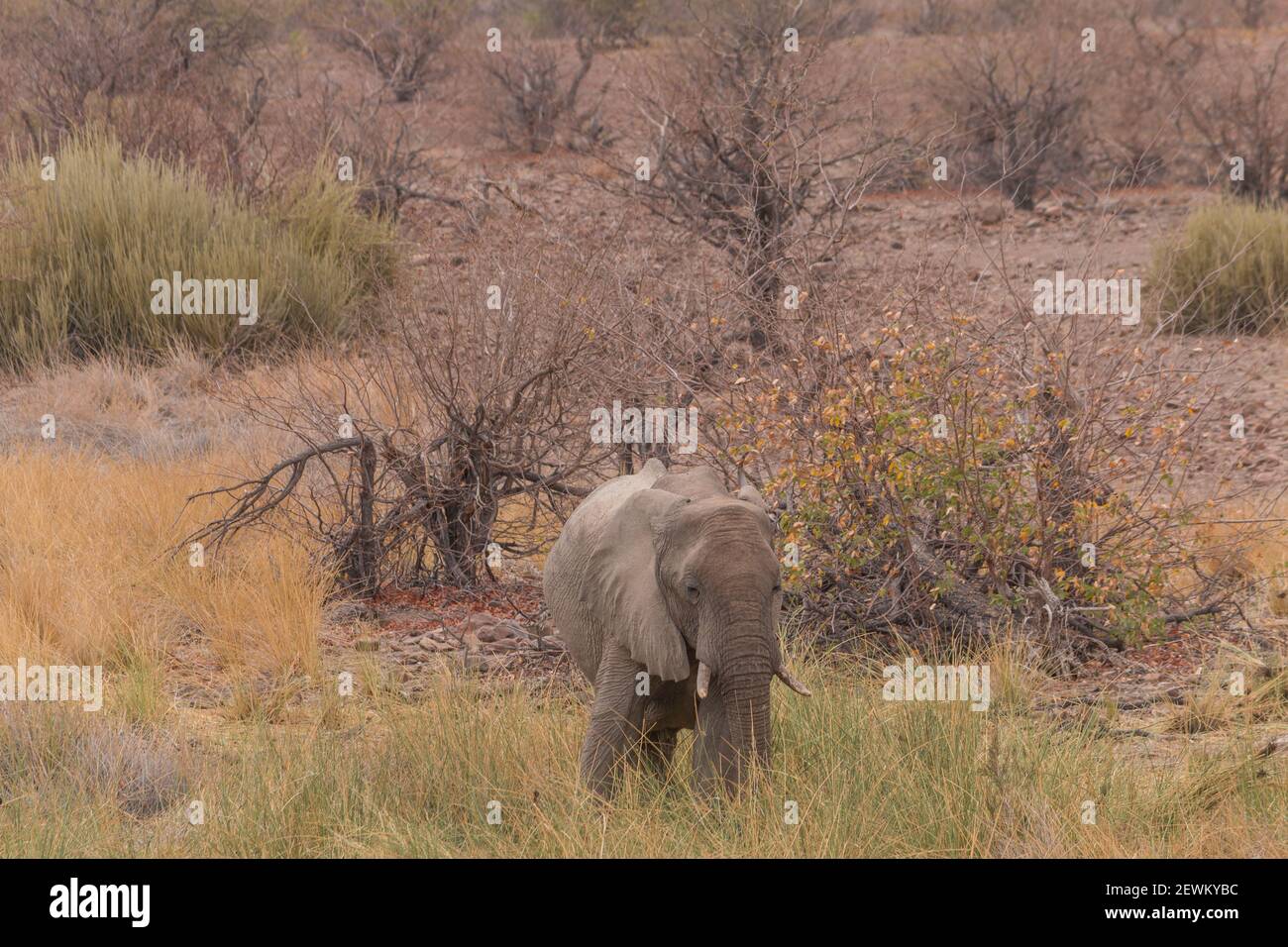 Rare desert Elephants in the grassland at Palmwag conservancy in ...