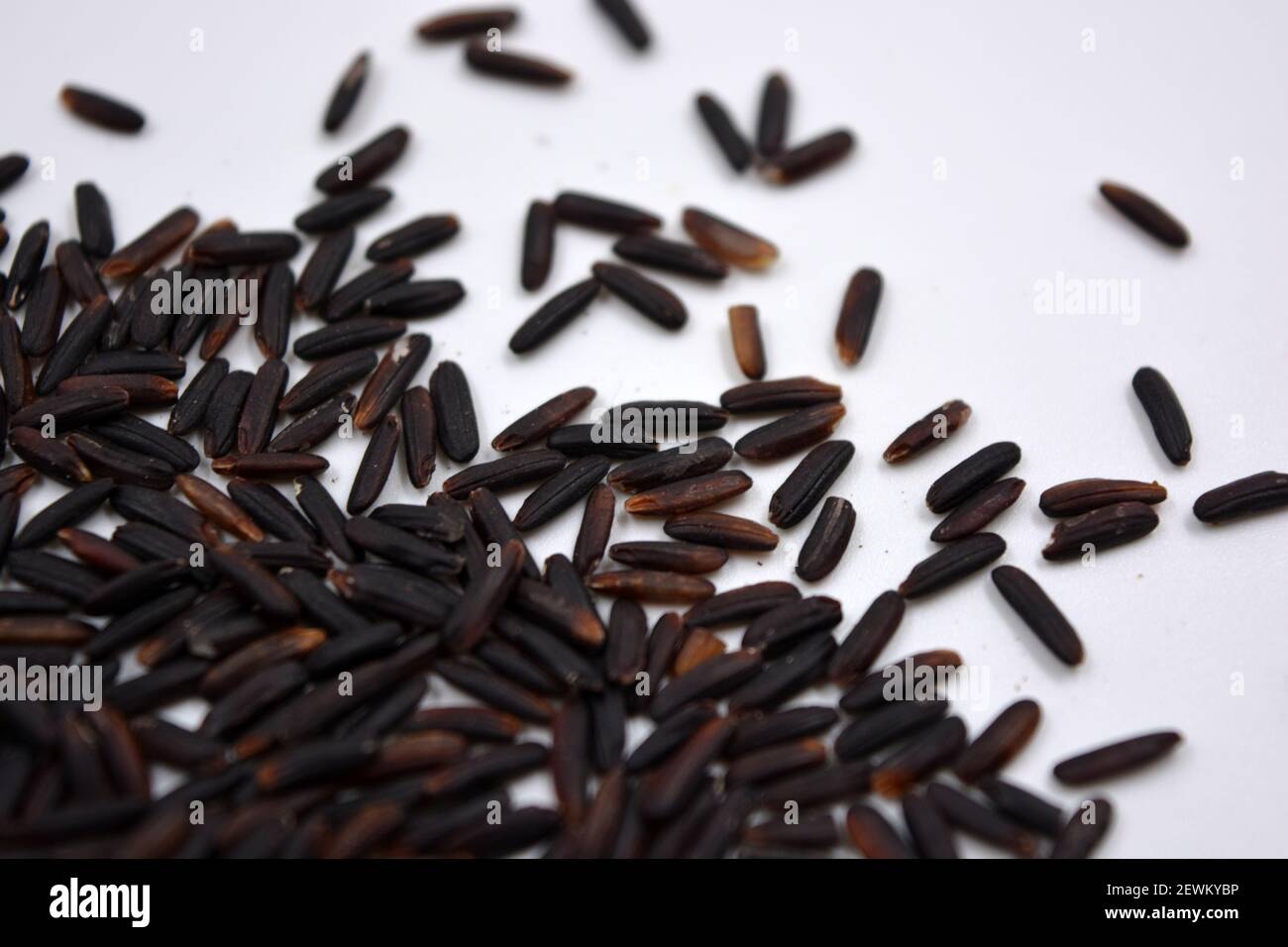 Wild unwanted handsome black rice raised on a white background Stock ...