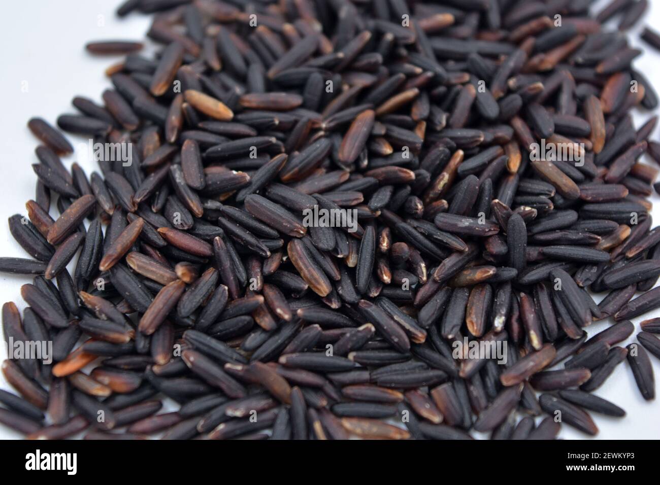 Wild unwanted handsome black rice raised on a white background Stock ...