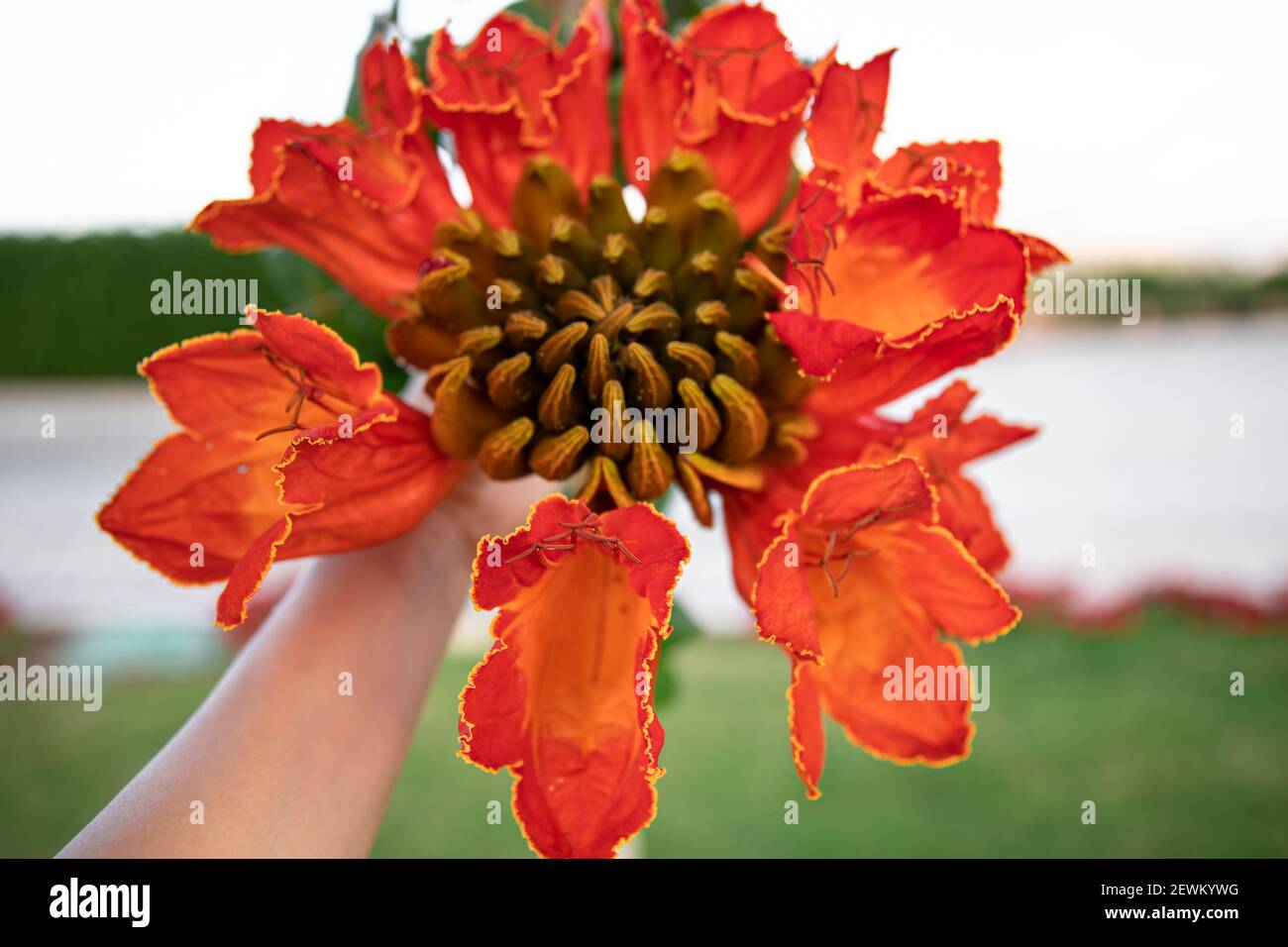 Close-up of red African Tulip Tree Flower. Plants and flowers of Egypt ...