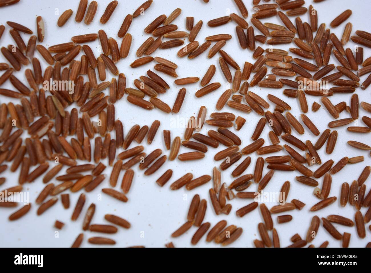Wild unwanted red rice raised on a white background Stock Photo - Alamy