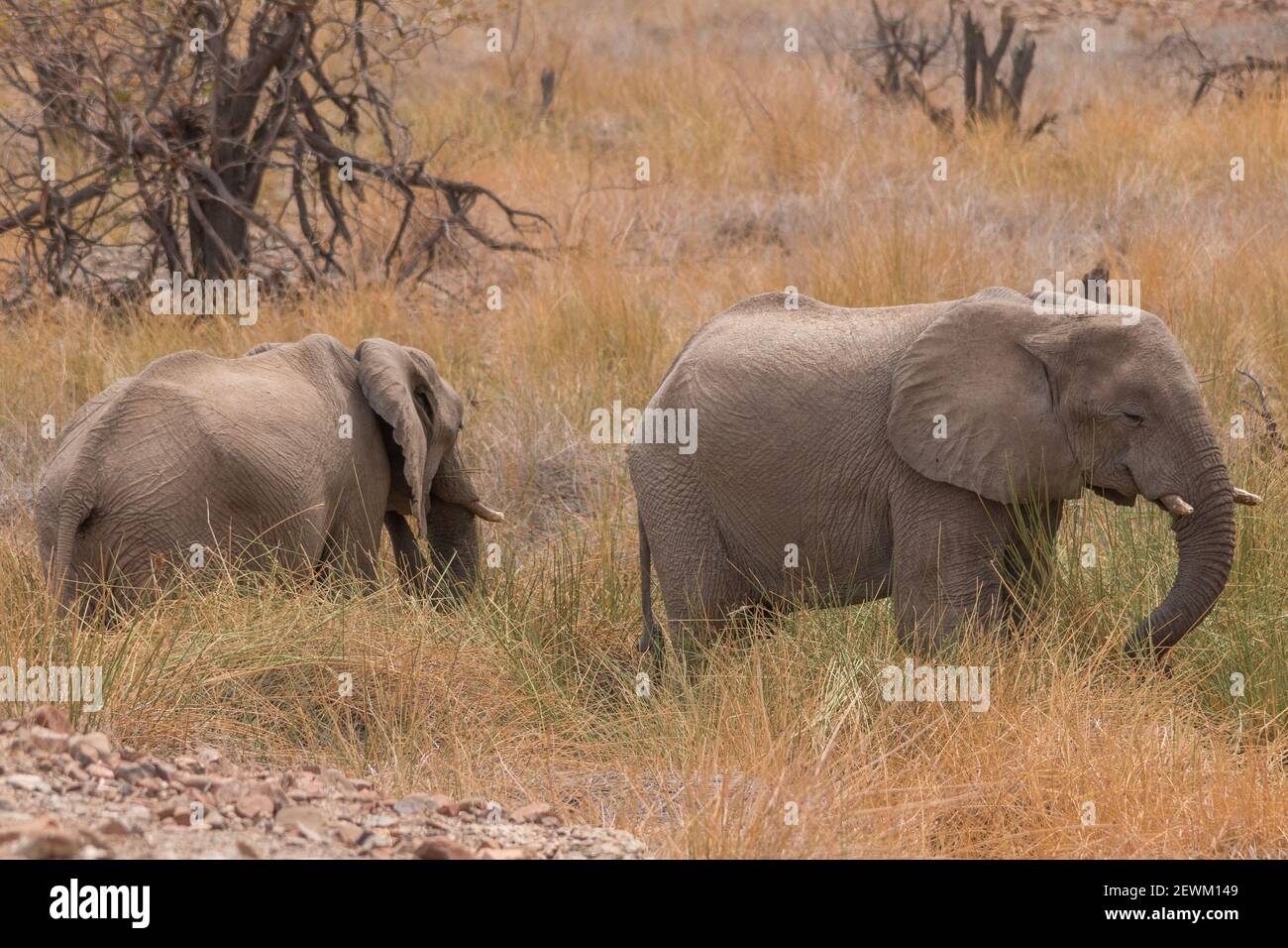 Rare desert Elephants in the grassland at Palmwag conservancy in ...