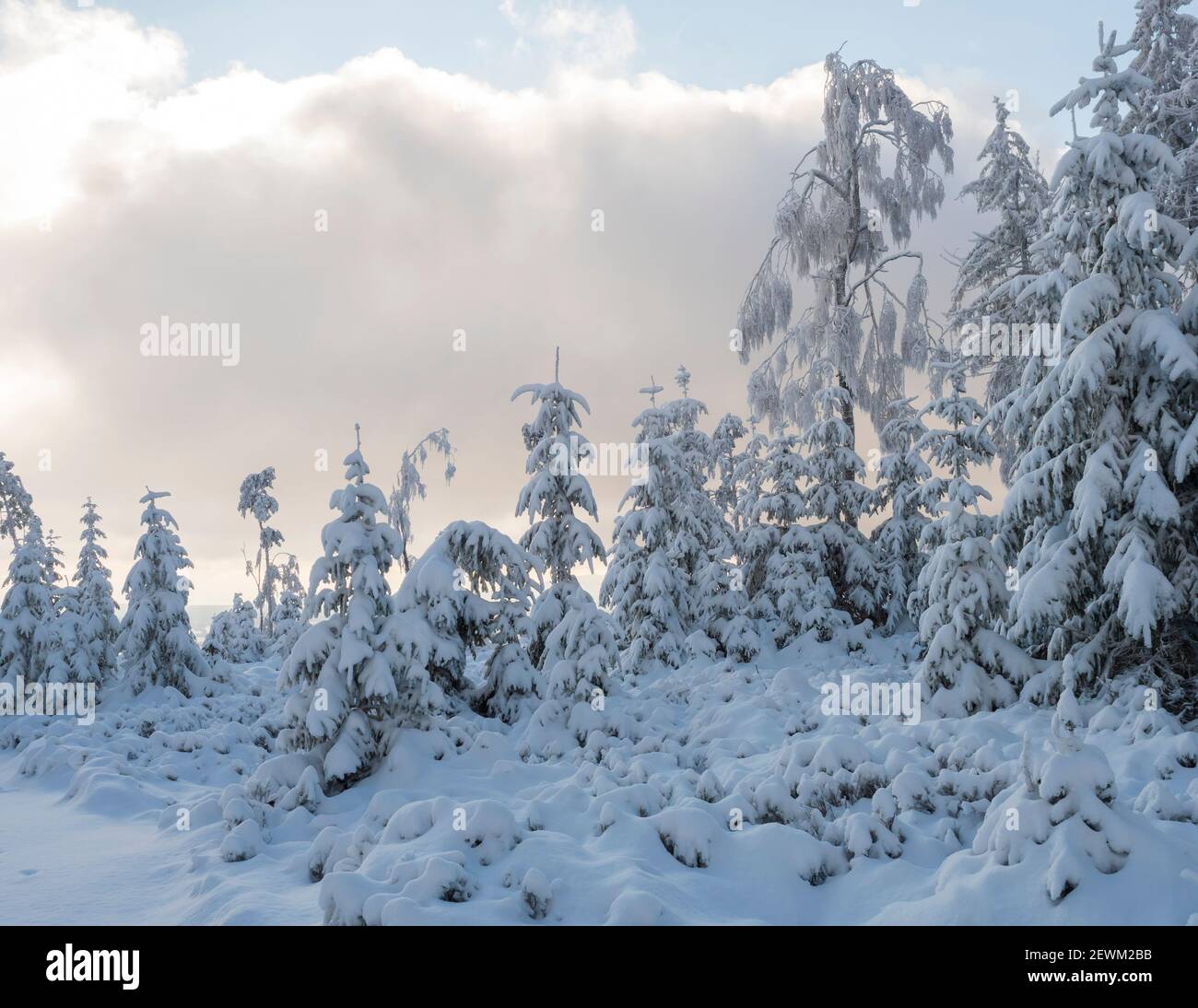 Beautiful snowy trees over pink cloud background. Snow covered frozen ...