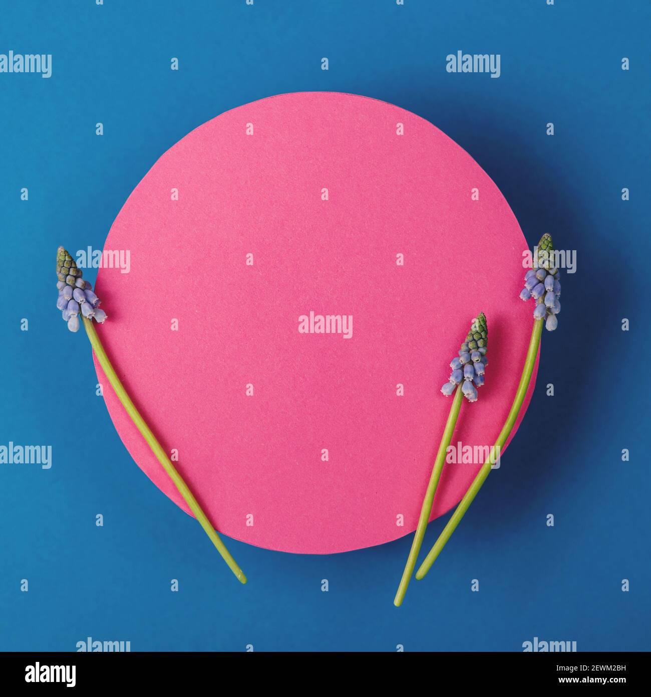Modern spring card with blue flowers on pink round shape on blue ...