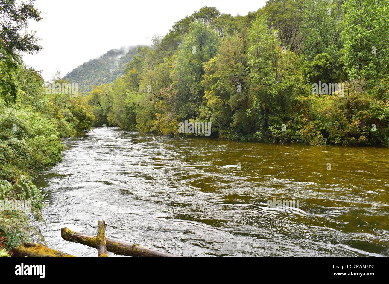 Bosque De Chile Hi res Stock Photography And Images Alamy Bosque De Chile Hi res Stock Photography And Images Alamy