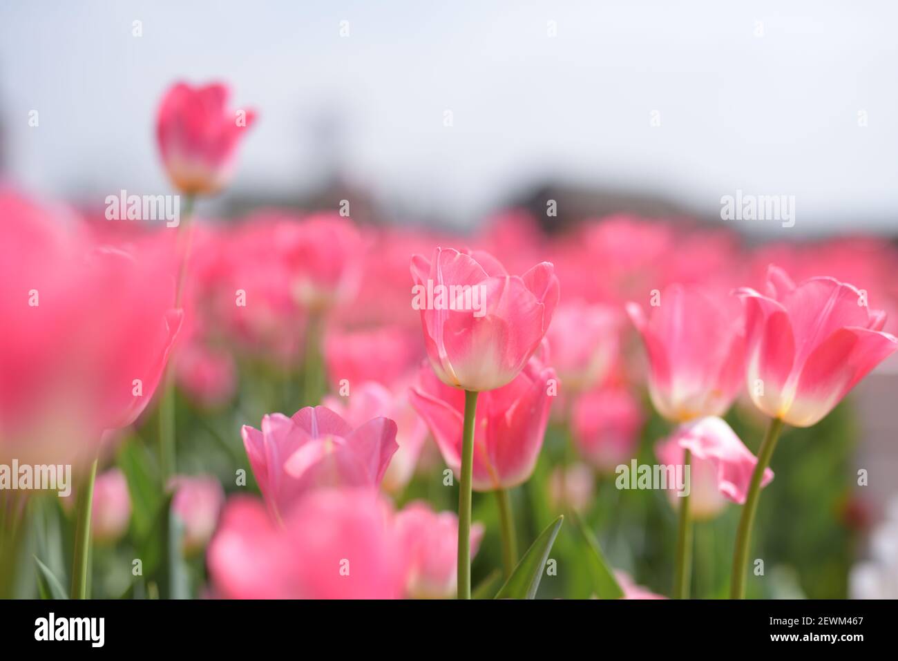 Yunnan Province, China, 3 March 2021, Colorful tulip flowers are seen ...