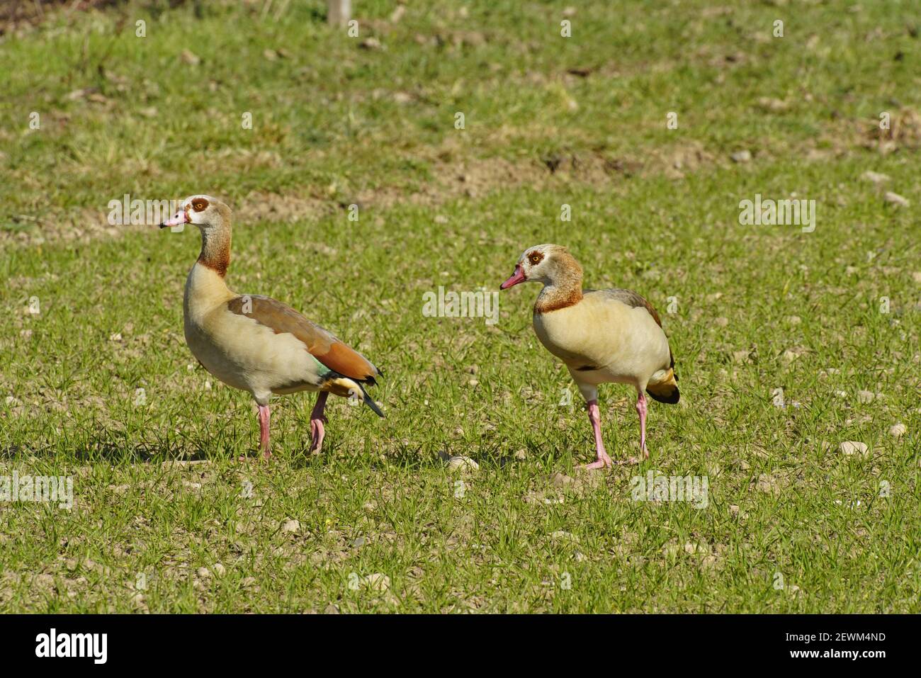 Egyptian Gees on the field in Lange Erlen Park in Basel Canton ...