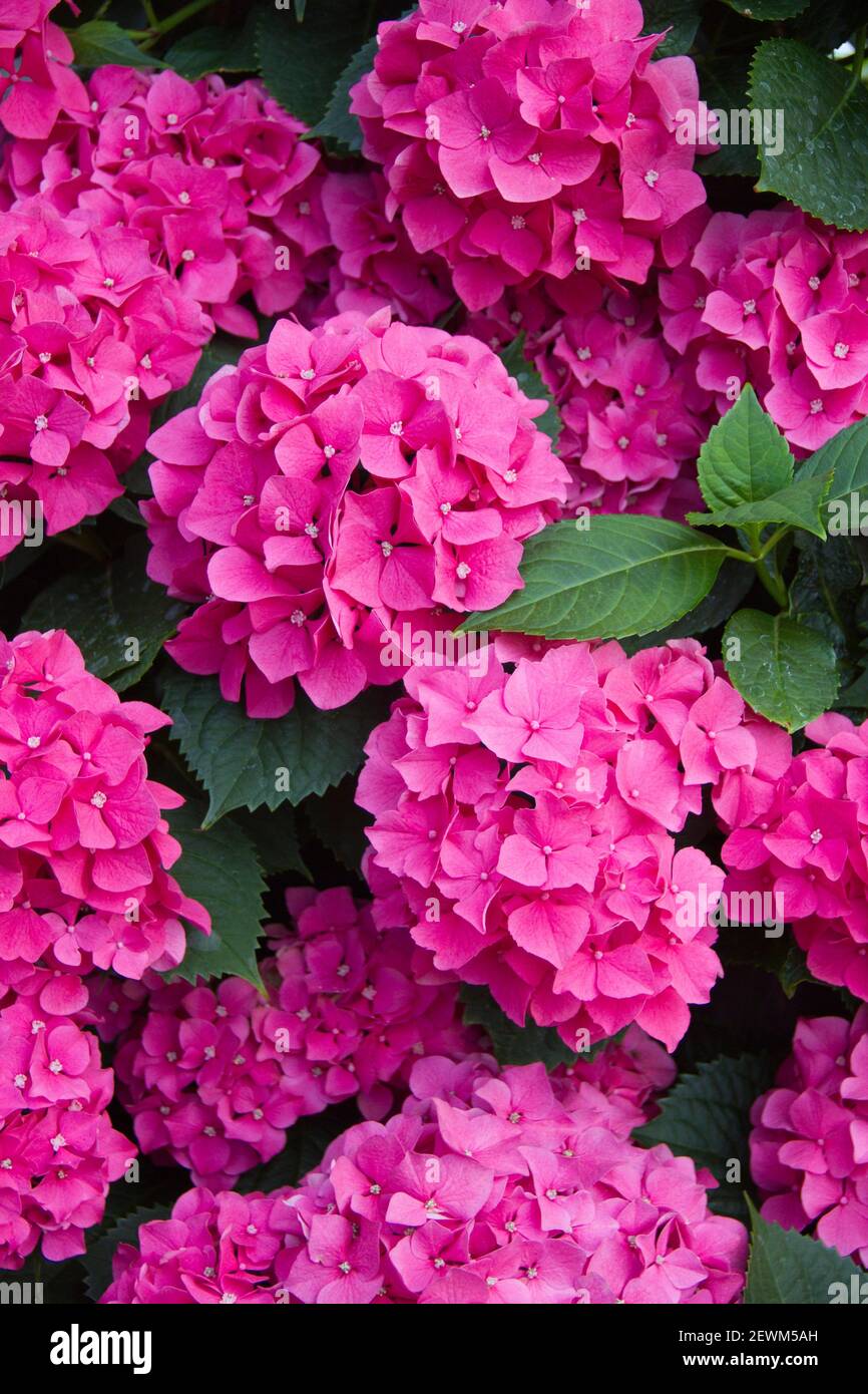 Hydrangea blooms hi-res stock photography and images - Alamy