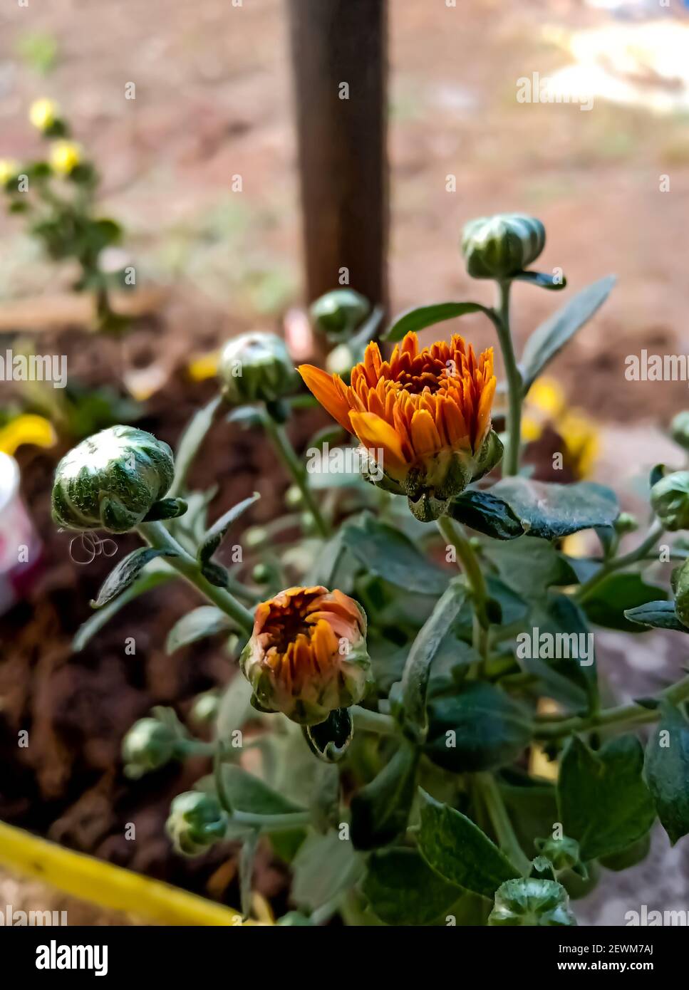 Shevanti beautiful ( Chrysanthemum ) flowering trees in the Indian ...