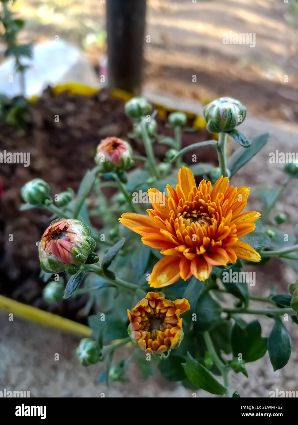 Shevanti be ( Chrysanthemum ) flowering trees in the Indian climate ...