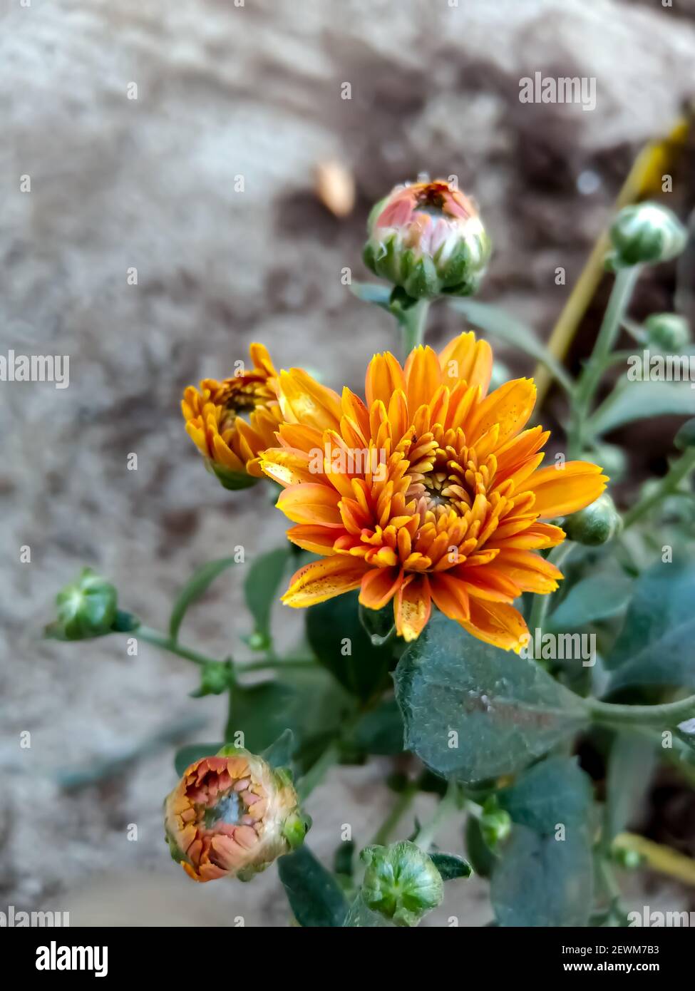Shevanti beautiful ( Chrysanthemum ) flowering trees in the Indian ...