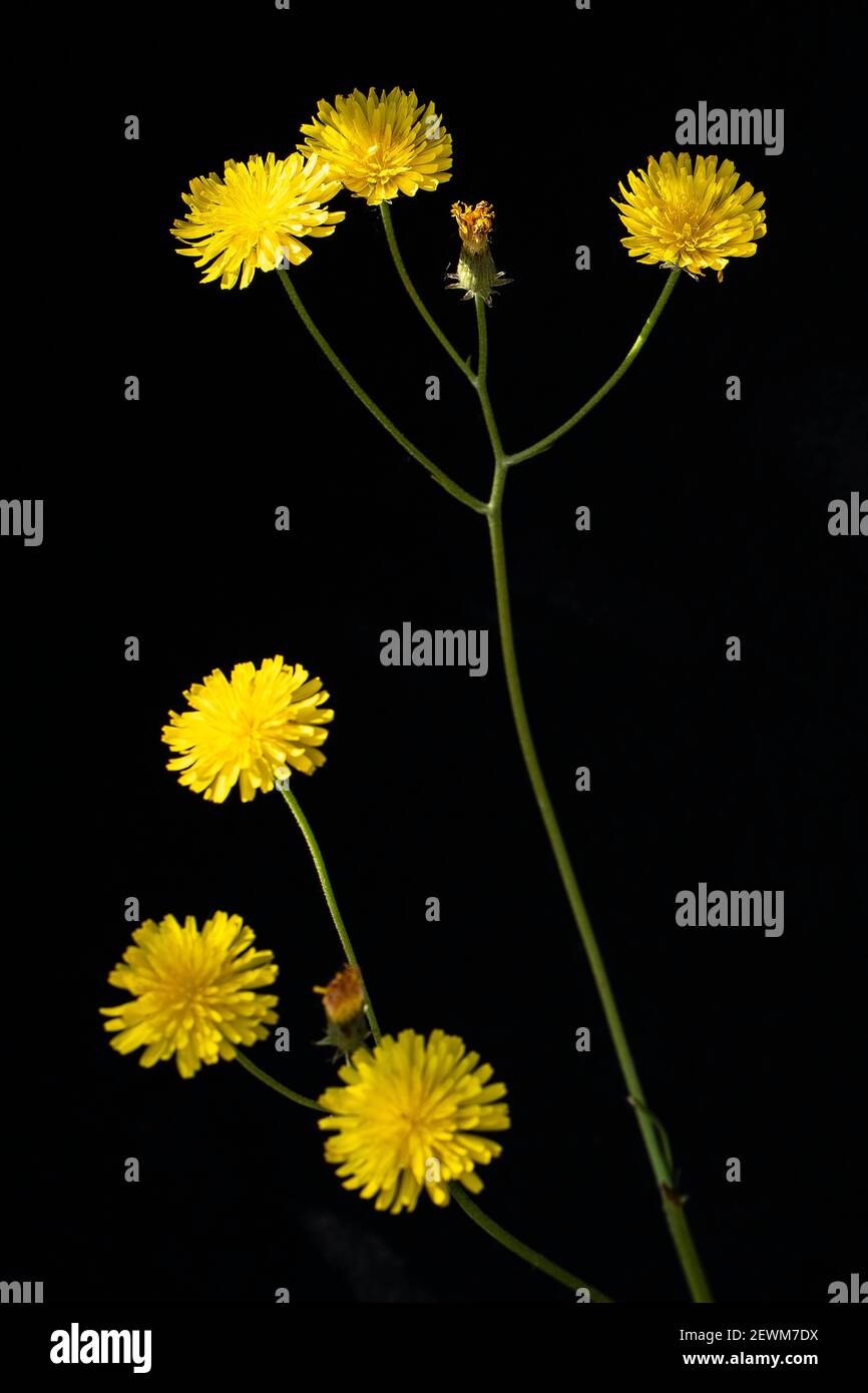 Wildflower backgrounds hi-res stock photography and images - Alamy