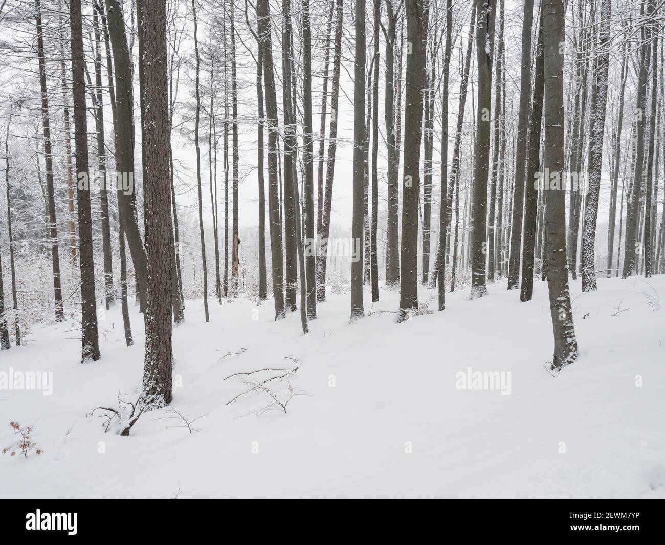 Snow covered forest with snowy beech and spruce trees. Monochromatic ...