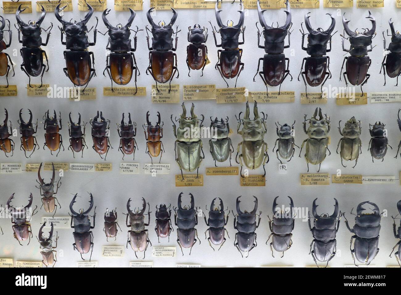 Chinese beetles hi-res stock photography and images - Alamy