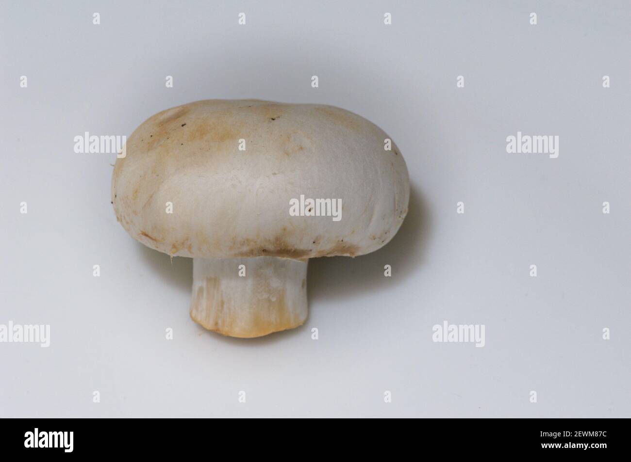 A single button mushroom Stock Photo - Alamy
