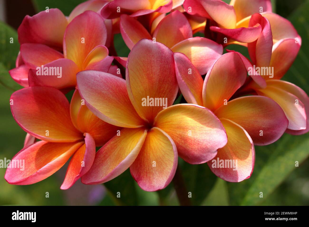 Plumeria Alba High Resolution Stock Photography and Images - Alamy