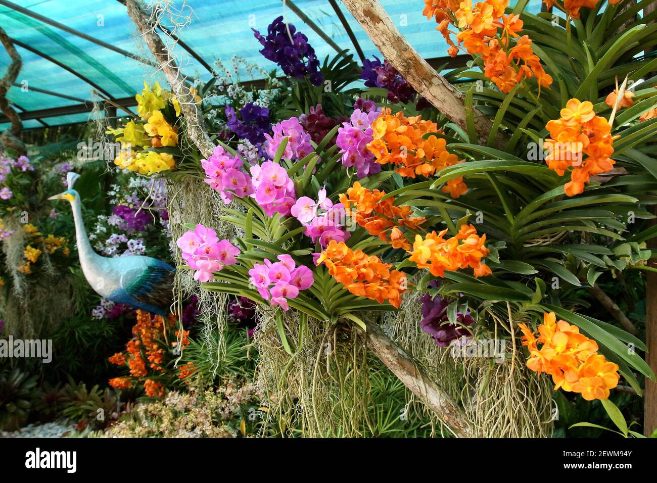 Orchid Flower in the garden, borneo, asia Stock Photo - Alamy